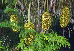 Comunidades mojeñas elaboran gel, cremas y jarabes de motacú